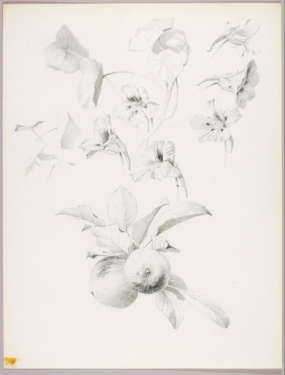 Untitled (Botanical Study) | Smithsonian American Art Museum