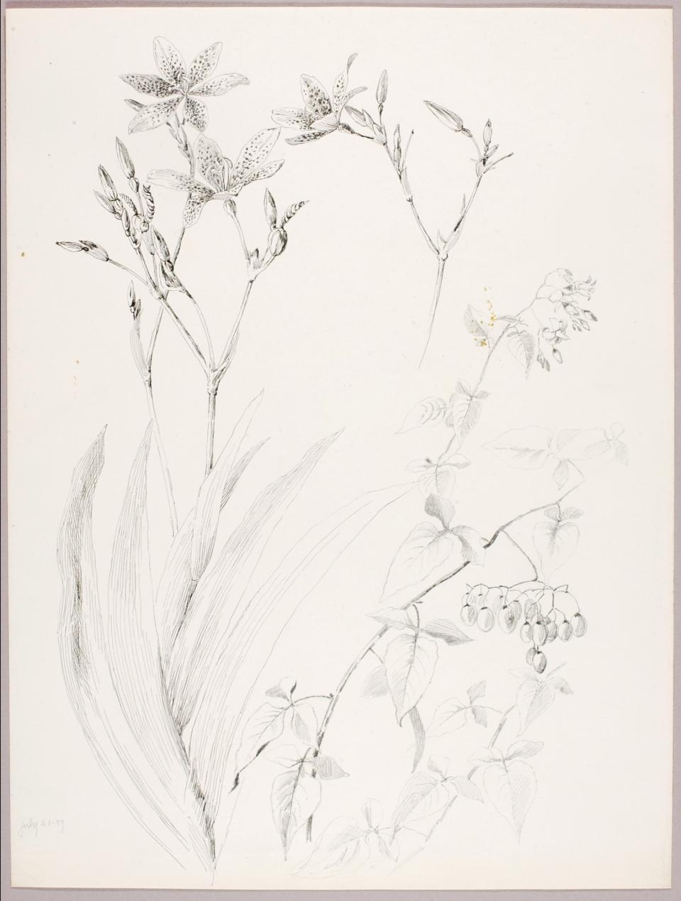 Untitled (Botanical Study) | Smithsonian American Art Museum