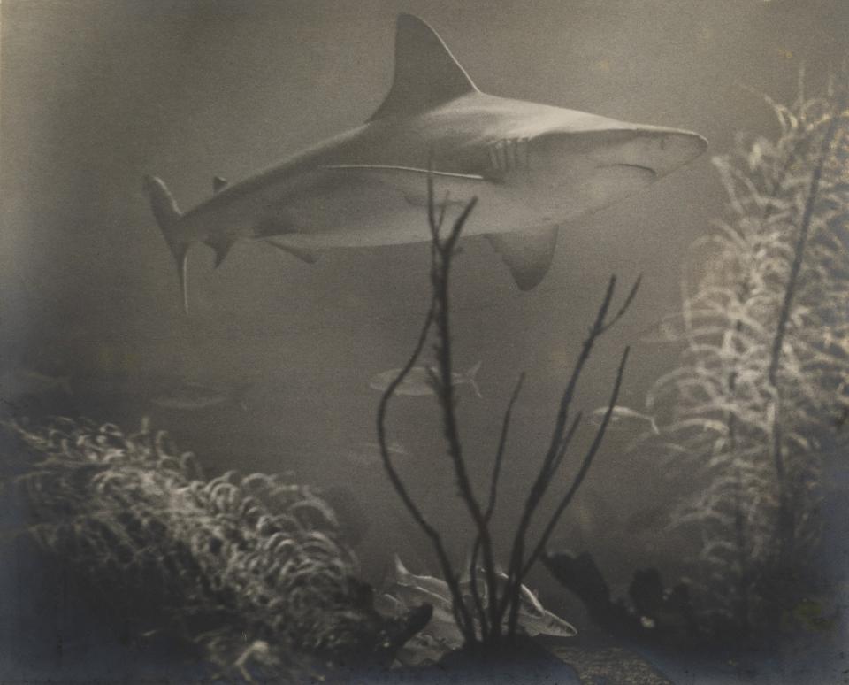 The Shadow | Smithsonian American Art Museum