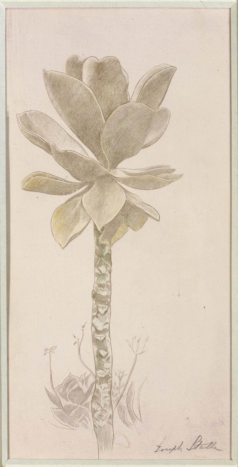 Flower Study | Smithsonian American Art Museum