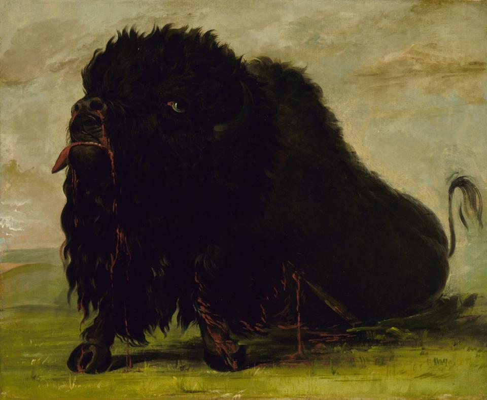 Dying Buffalo, Shot with an Arrow | Smithsonian American Art Museum