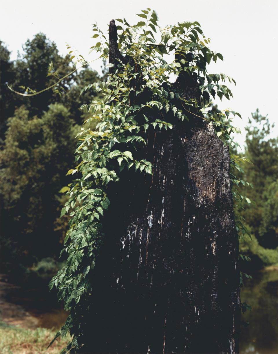 Burned Tree and Vine--Pickins County, Alabama | Smithsonian American ...