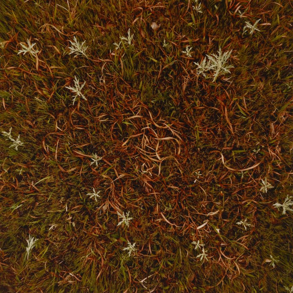 Sage, Scribner's Panic Grass and Other Grasses, Fent's Prairie ...