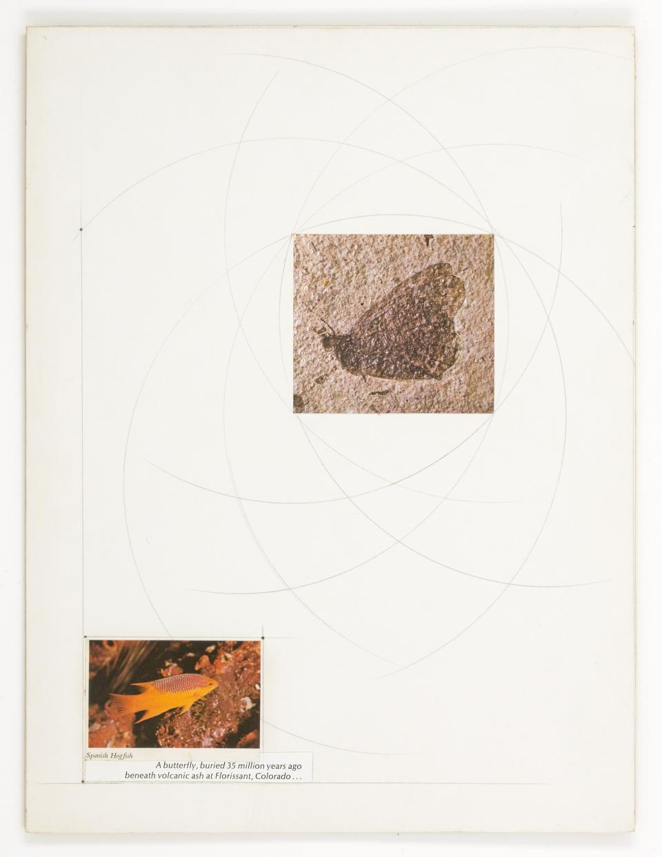 Untitled (fossilized butterfly) | Smithsonian American Art Museum