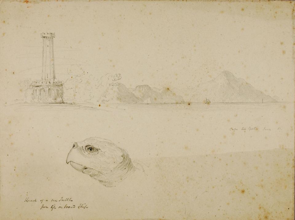 Head of Sea Turtle | Smithsonian American Art Museum