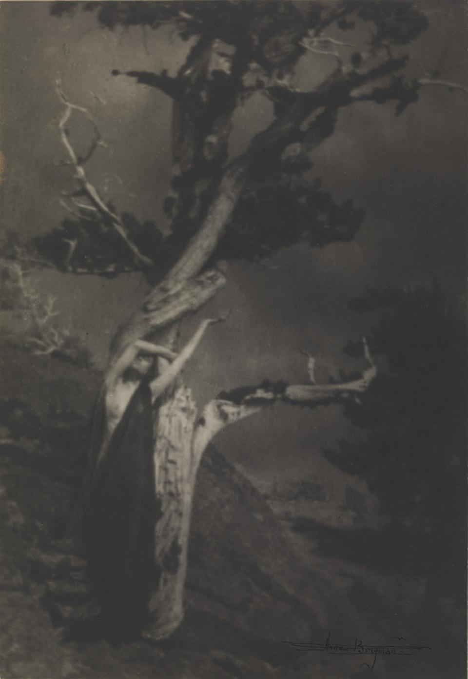 The Dying Cedar | Smithsonian American Art Museum
