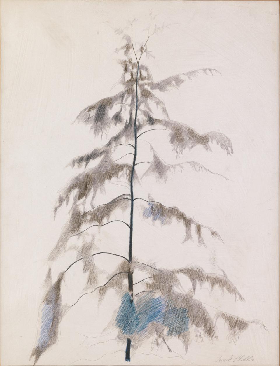 Pine Tree | Smithsonian American Art Museum