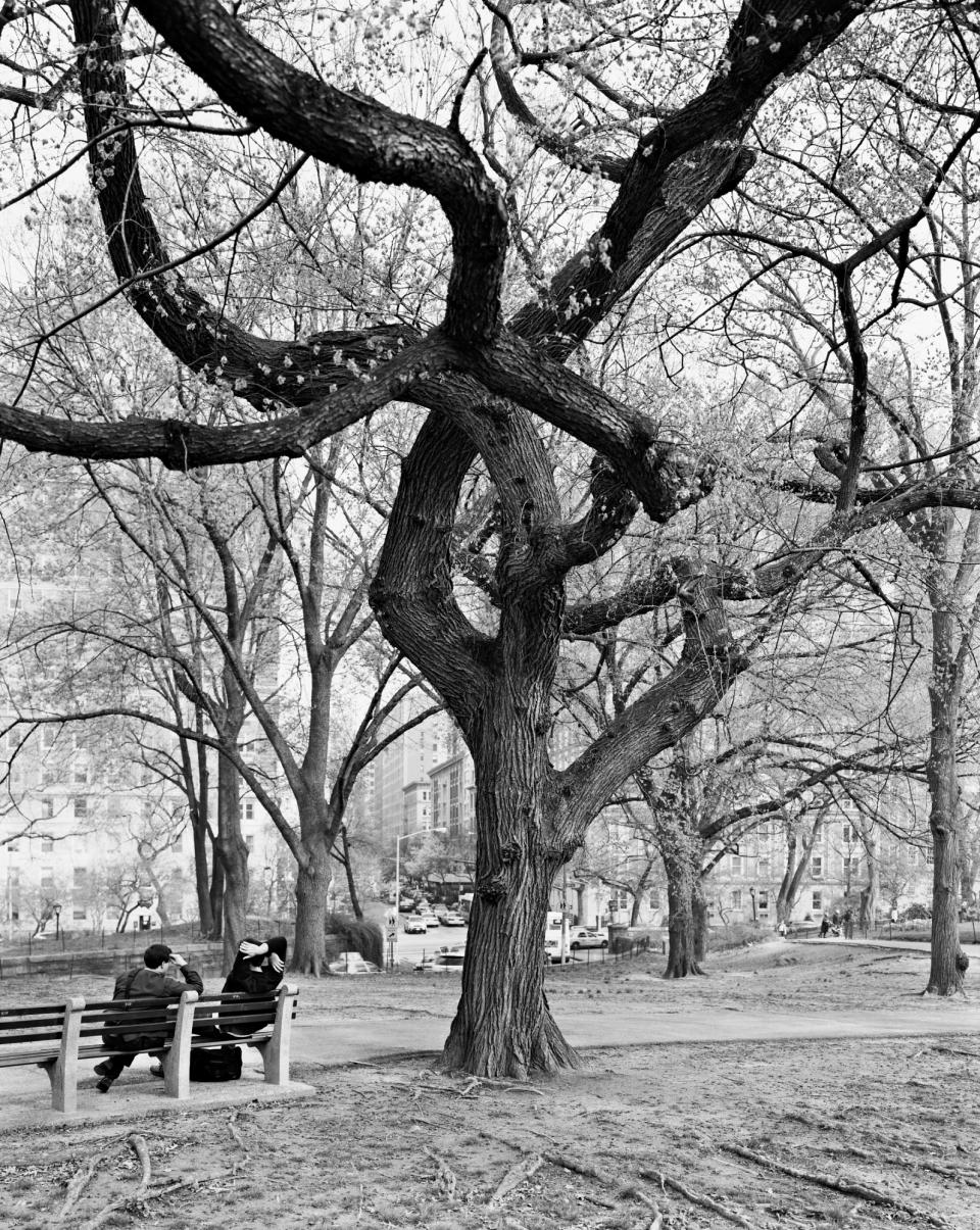 American Elm, Central Park, New York, 2011 | Smithsonian American Art ...