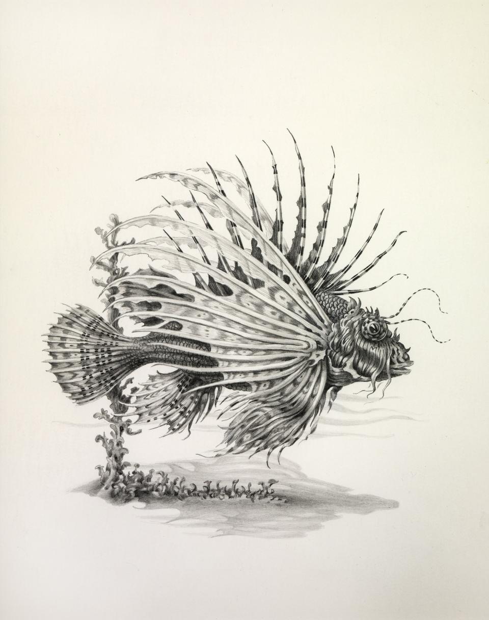 Lionfish, from Lettered Creatures | Smithsonian American Art Museum