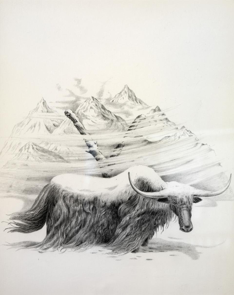 Yaks, from Lettered Creatures | Smithsonian American Art Museum